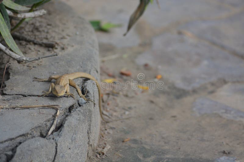 Small Indian Ground Lizard Girgit Facing the Camera. Colour Changing ...
