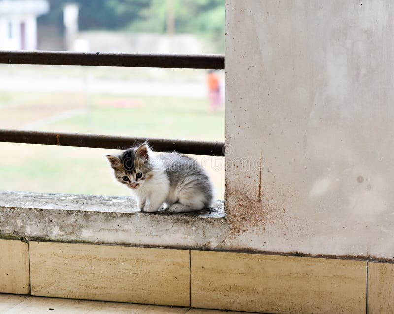 A kitten in balcony stock image. Image of life, whiskers - 273244501