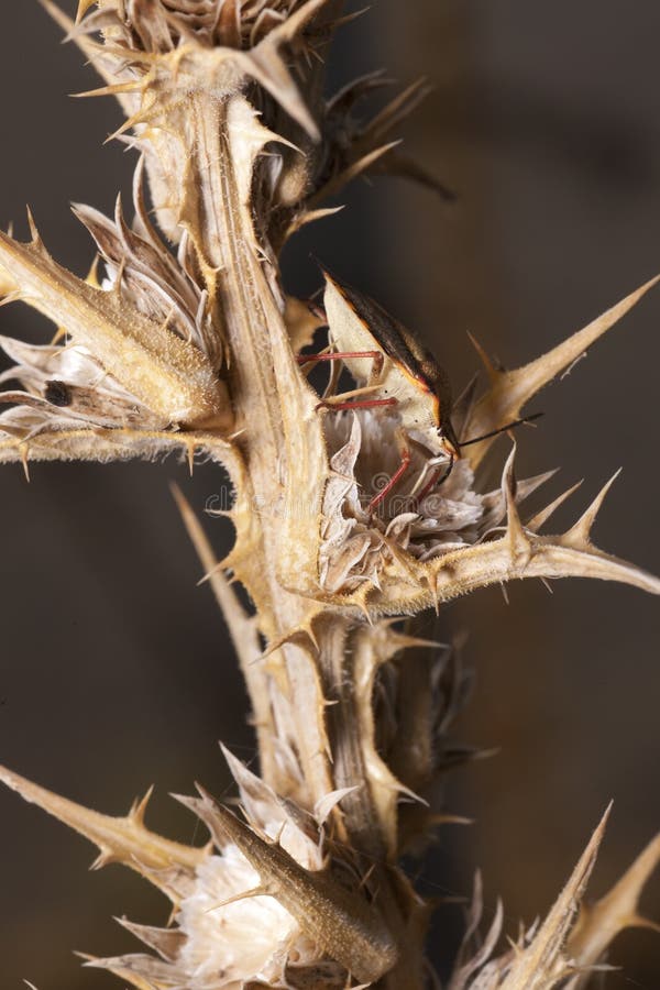 Small insect stock photo. Image of thorns, summer, green - 17285268