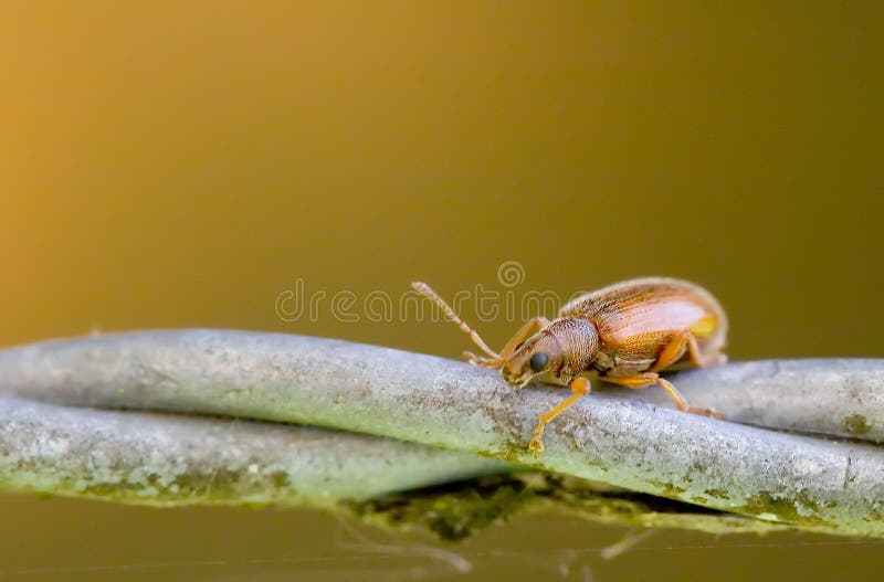 Small Insect Picture. Image: 5121445