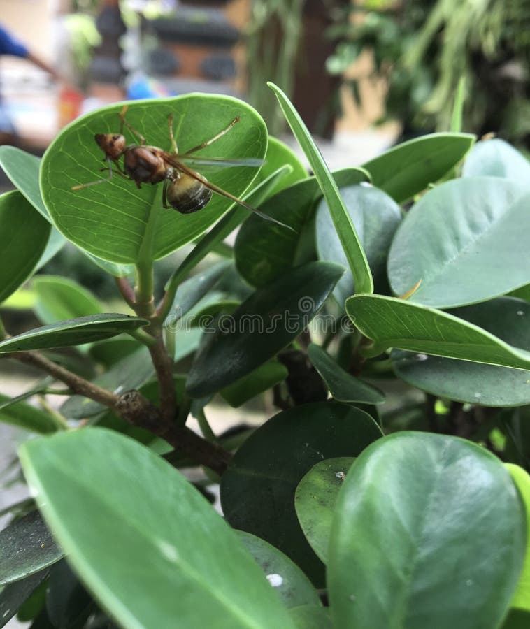 Insect stock photo. Image of small, insect, green, leaf - 178274294
