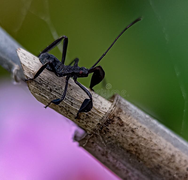 Small Insect in Black Costum Stock Image - Image of costu, insect ...