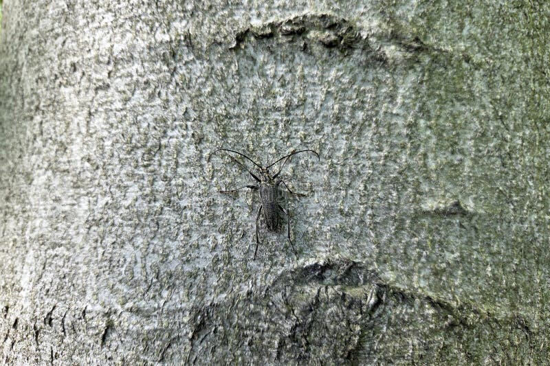 Camouflaged Insect on Tree Bark Surface Highlighting Natural Adaptation ...