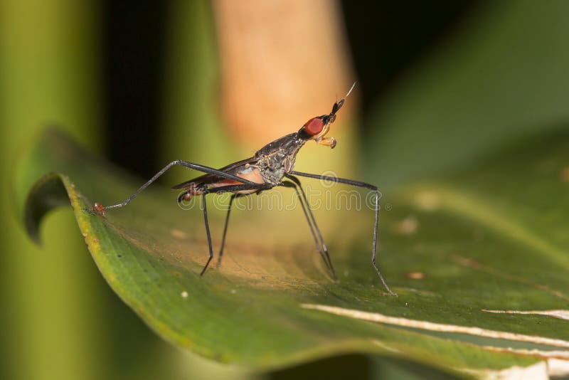 Insect on branch stock photo. Image of yellow, branch - 203424800