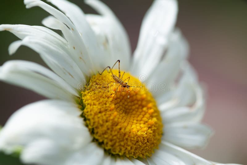 Small Insect on a Bright Daisy Flower Stock Photo - Image of garden ...