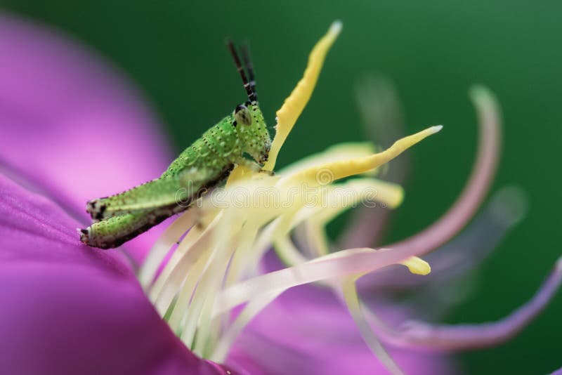 Small Insect Climbing on the Purple Flower Stock Photo - Image of look ...