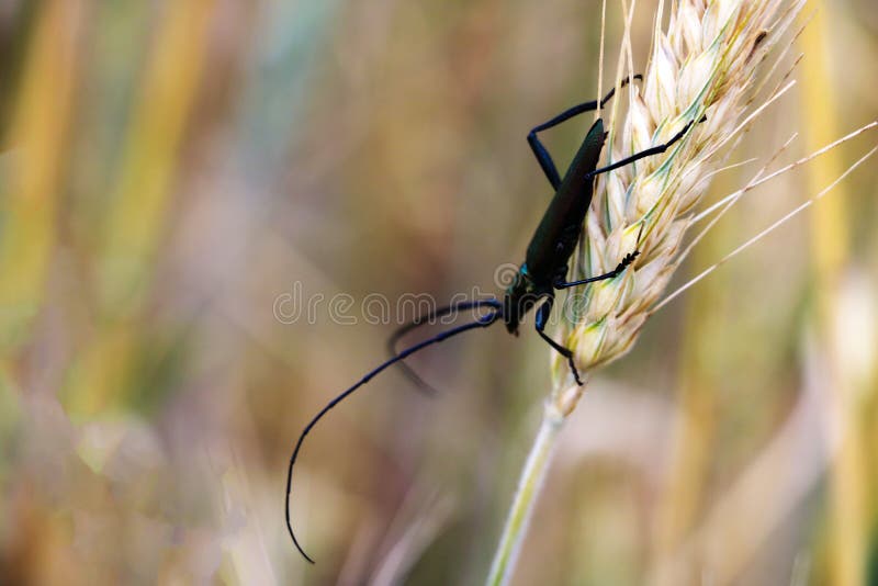 Small Insect on the Ears of Barley, Selective Focus Stock Image - Image ...