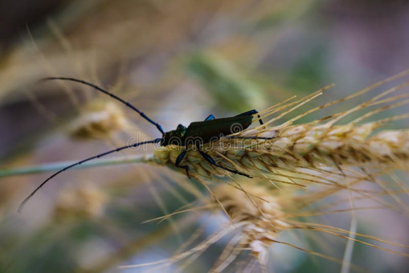 Small Insect on the Ears of Barley, Selective Focus Stock Image - Image ...