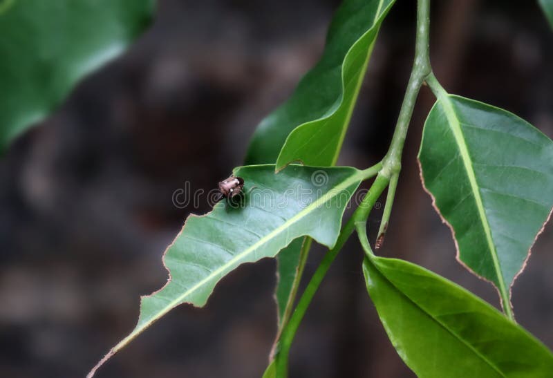 Small Insect Eating Green Leaf with the Tree Leaf Stock Image - Image ...