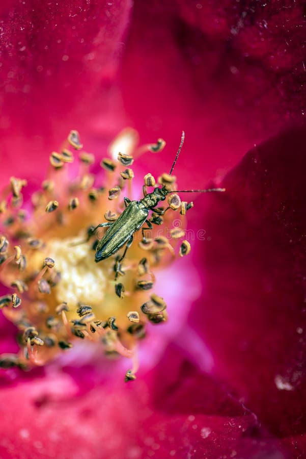 Small Insect on Golden Pistils Stock Image - Image of flower, food ...