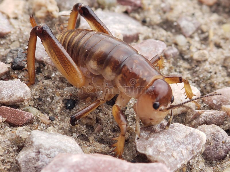 Gopher Cricket on a Rocky Trail Stock Photo - Image of trail, hiking ...
