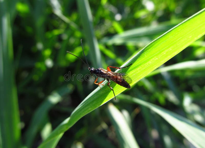 A Small Insect on the Grass Stalk Stock Image - Image of sitting ...