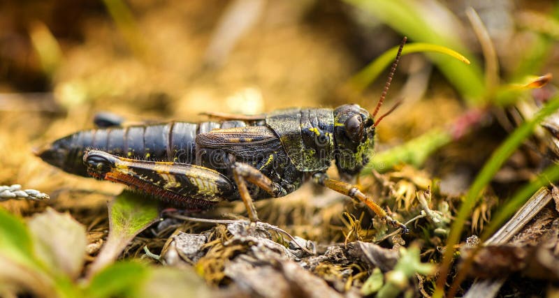 Small Insect Grasshopper on the Yellow and Green Grass Stock Photo ...