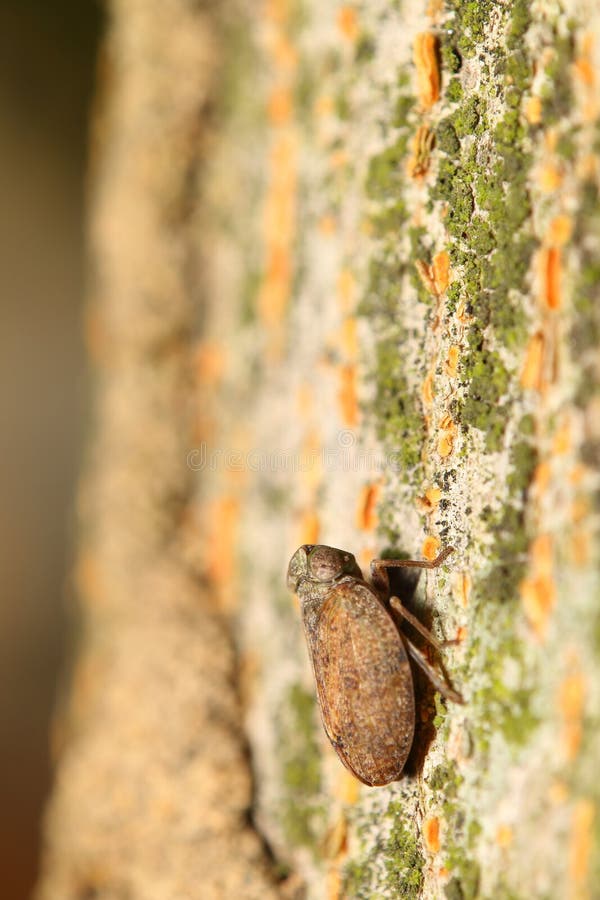 Small Insect in the Green Garden Stock Photo - Image of concept, plant ...