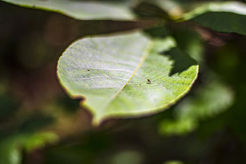 A Small Insect on a Green Leaf in the Fall Stock Image - Image of small ...