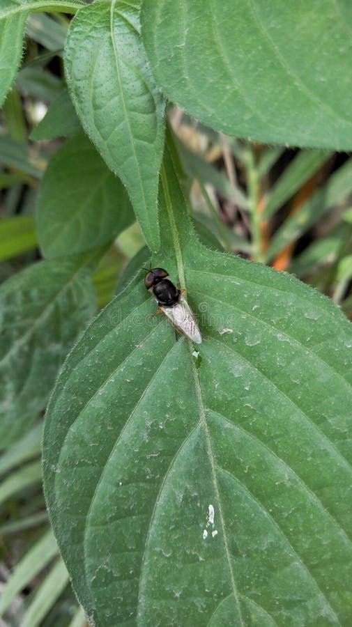 Small Insect on Green Leaf in Office Yard Stock Image - Image of ...