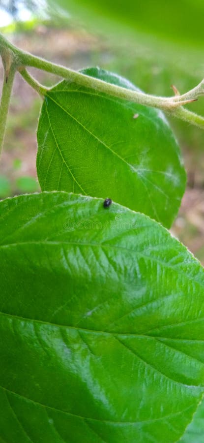 Small Insect on Green Leaf. Stock Photo - Image of chick, cartoon ...