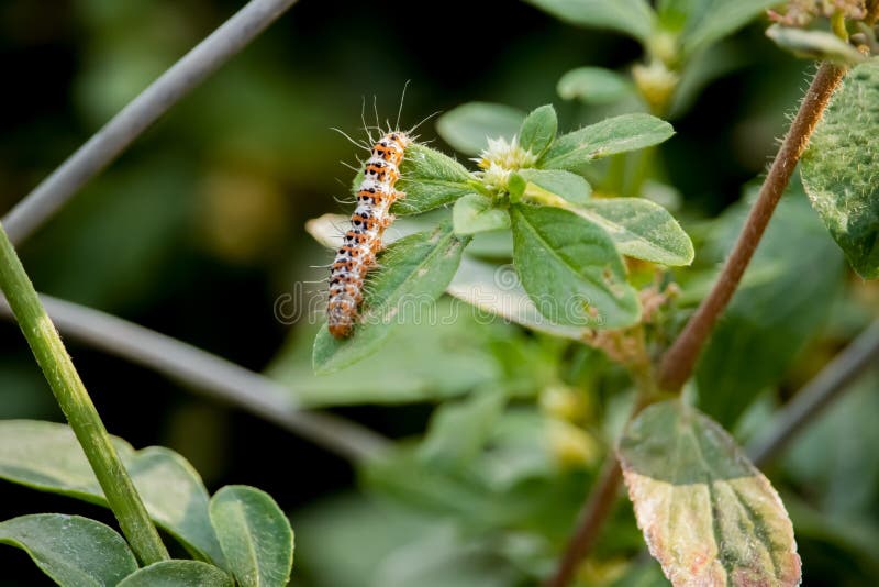 Small Insect on the Green Tree Stock Photo - Image of tree, leaves ...