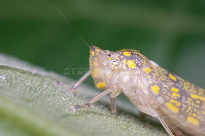 11,390 Insect Shell Photos - Free & Royalty-Free Stock Photos from ...