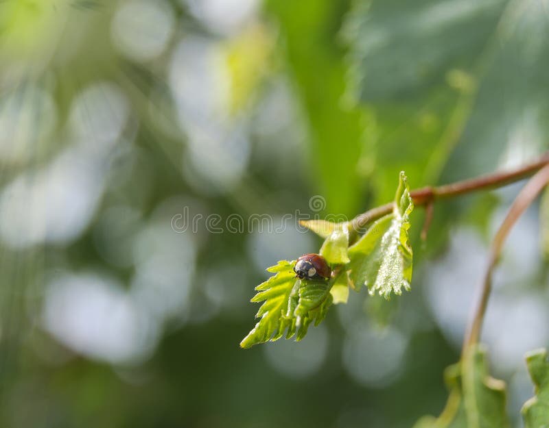 A Small Insect of a Ladybird Sits on a Young Leaf of a Birch Stock ...