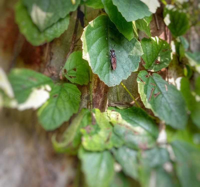 Small Insect on a Leaf, in the Backyard Stock Image - Image of garden ...