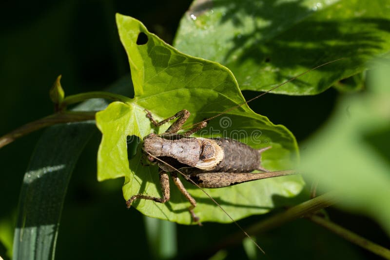 A Small Insect on a Leaf that Has Its Body Exposed Stock Image - Image ...