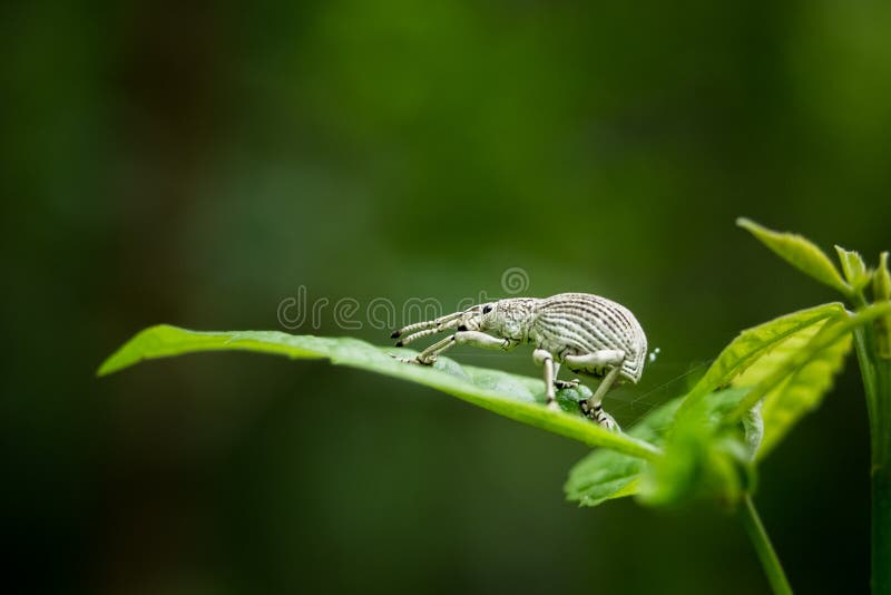 Small insect on leaf stock photo. Image of spring, wildlife - 45573998