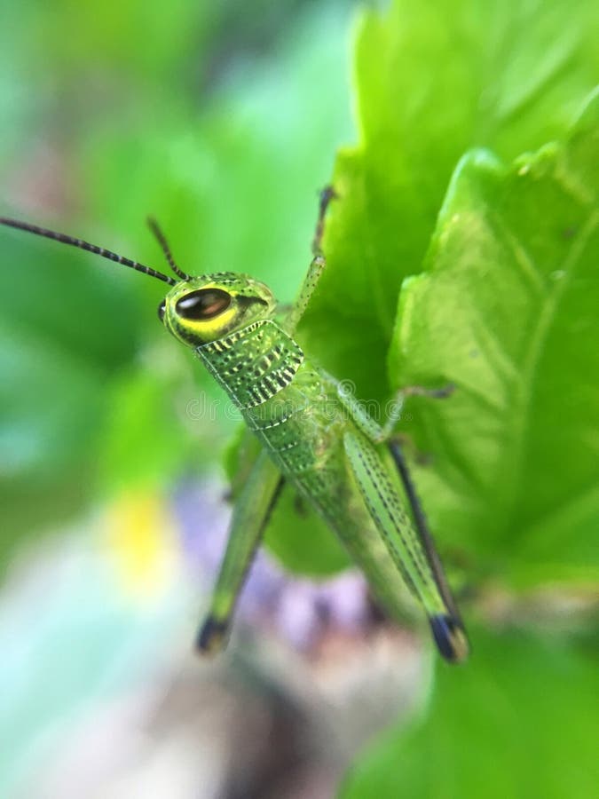 Grasshopper on green leaf stock photo. Image of insect - 167554310