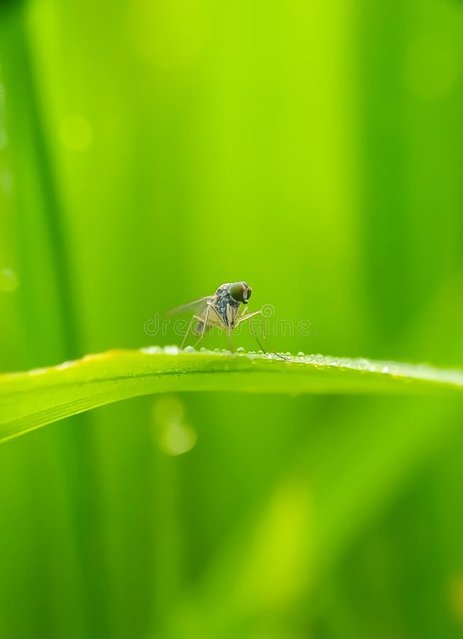 A Small Insect Meditating on a Rice Leaf Stock Image - Image of grass ...