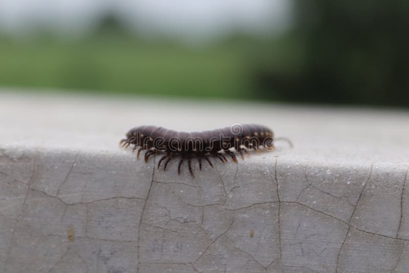 Small Insect of More Than 20 Legs Stock Image - Image of legs, small ...