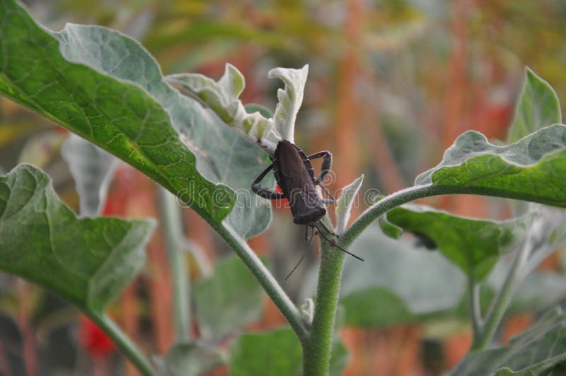 Small Insect in the Morning Stock Photo - Image of insect, shrub: 201157318