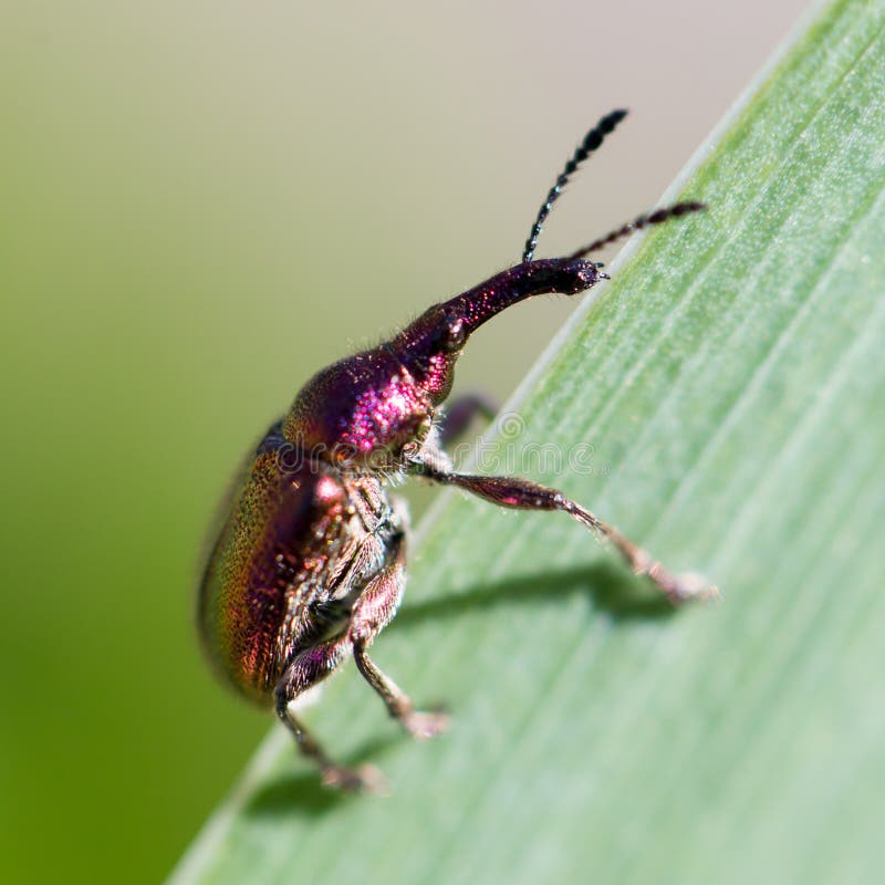 Small Insect in Nature. Macro Stock Image - Image of symmetry, rest ...