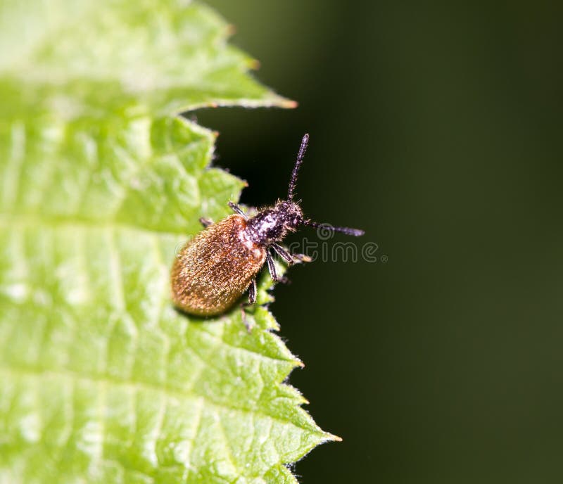 Small Insect in Nature. Macro Stock Image - Image of green, cute: 102688493