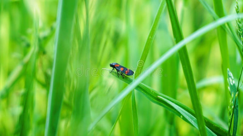 Small Insect Standing on the Leaf Stock Image - Image of closeup, leaf ...