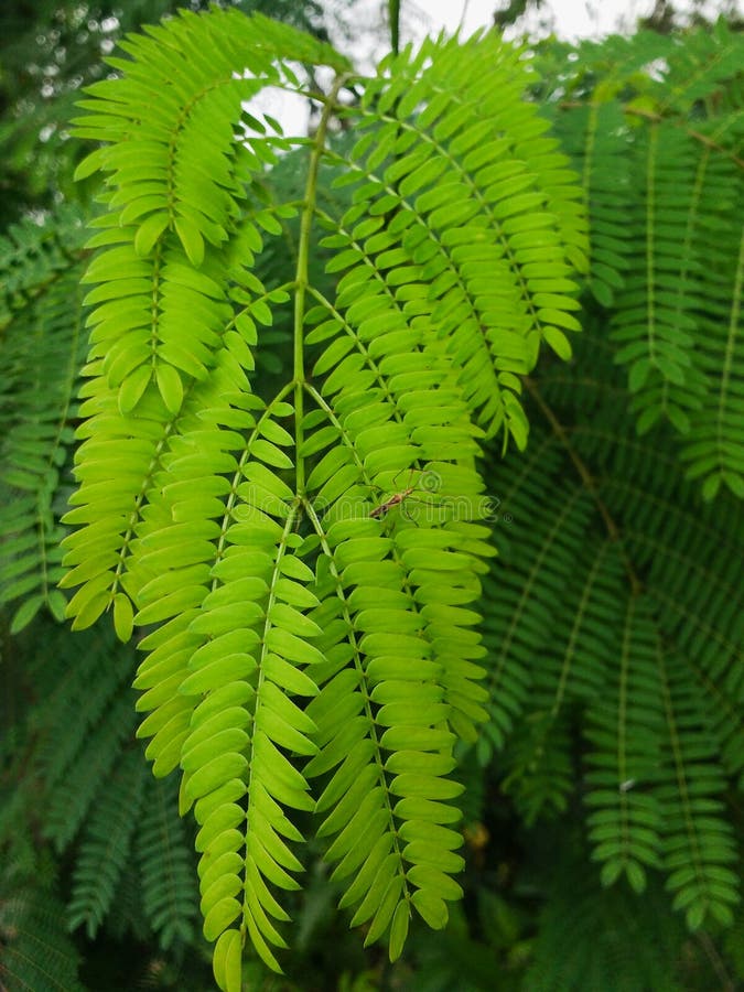 Small Insect Over Branch of Green Leaves. Stock Image - Image of ...