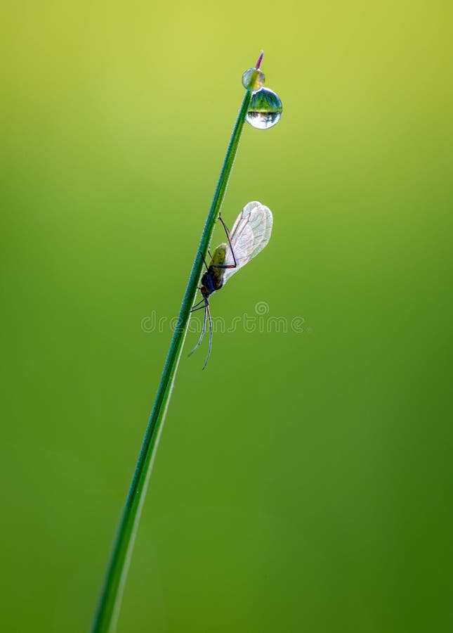 Small Insect Perched Atop Blade Lush Green Grass Stock Photos - Free ...