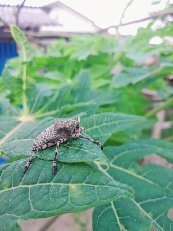 A Small Insect that Perched on a Papaya Tree Stock Photo - Image of ...