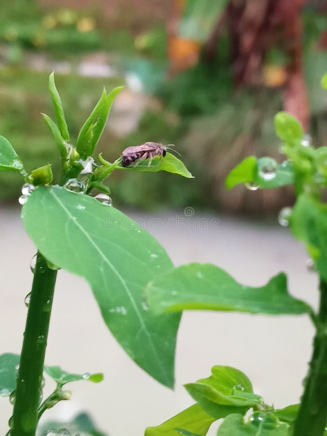A Small Insect that Perches on Leaves Wet after Rain Stock Image ...