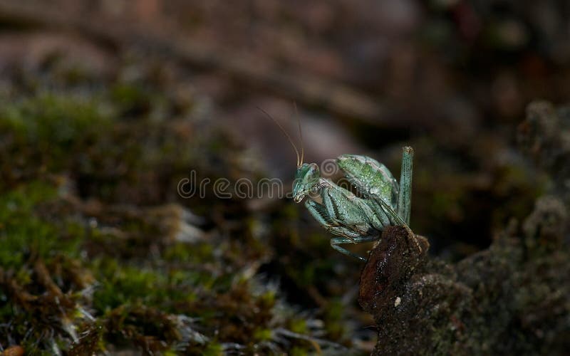 Small Insect Photographed on Moss in Its Habitat Stock Image - Image of ...