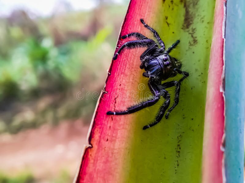 Small Insect Portrait of a Reliable Jumping Spider in Dark Blue Stock ...