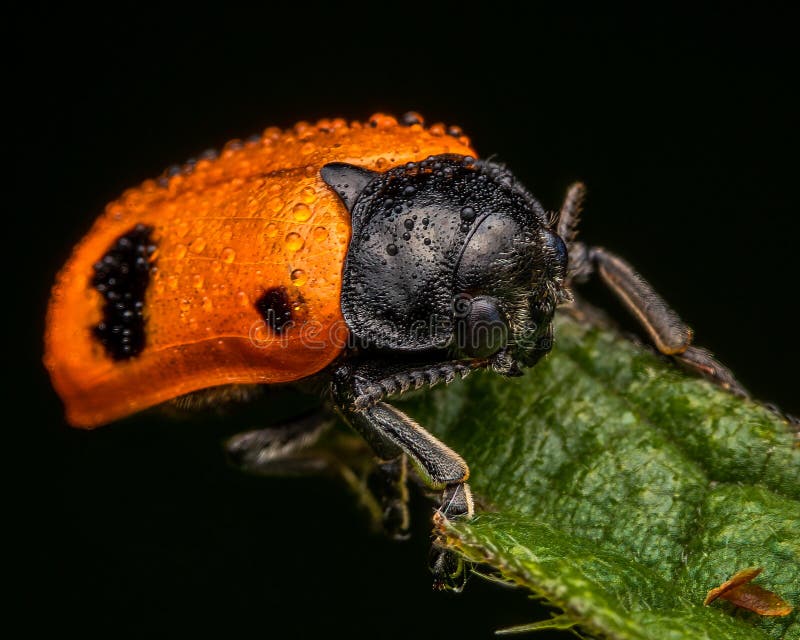 Small insect in the rain stock image. Image of green - 229641799