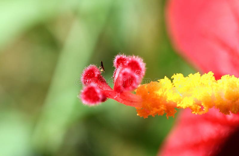 Small Insect on Red Color Flower Stigma Stock Photo - Image of calyx ...