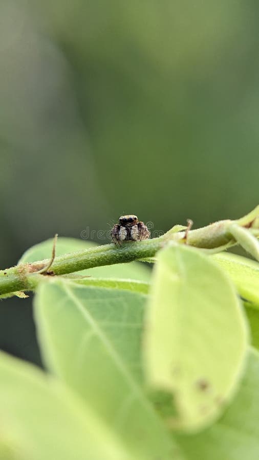 A Small Insect Relaxes on a Green Leaf Stock Image - Image of insect ...