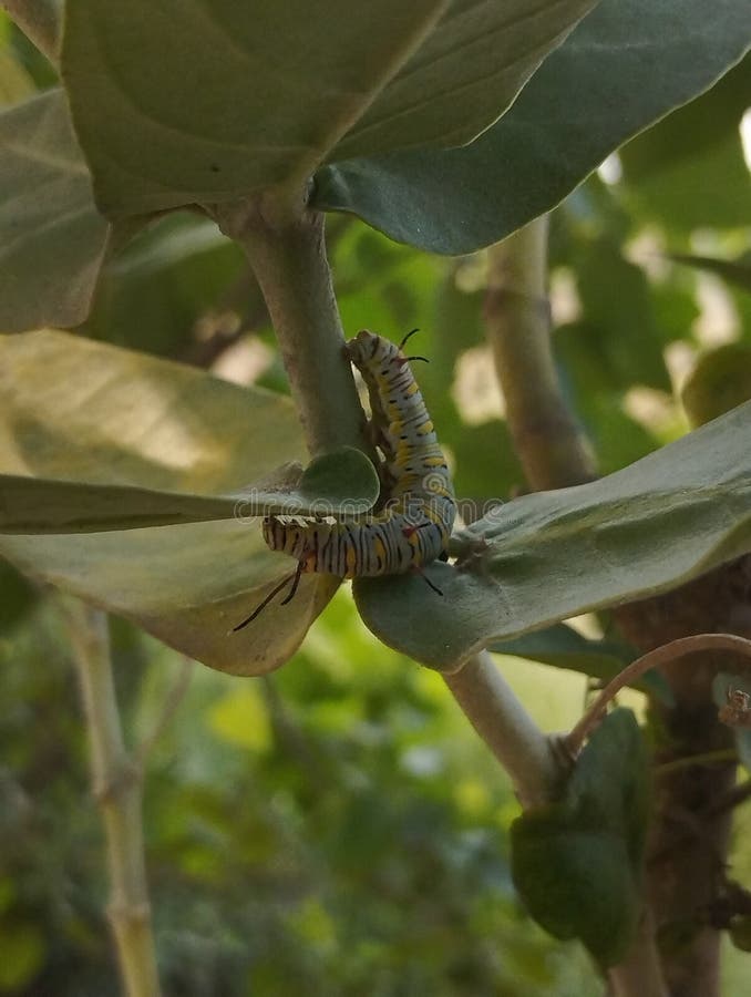 A Small Insect Resting on Fresh Green Leaf in the Garden Stock Photo ...