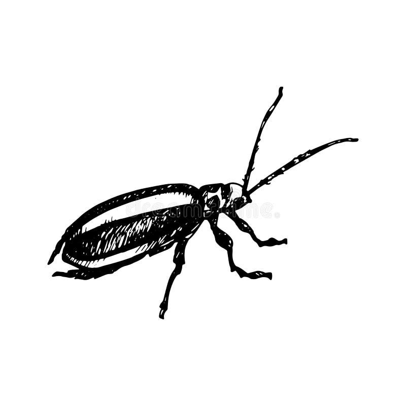 Insect Runner Leatherback Stock Illustrations – 1 Insect Runner ...