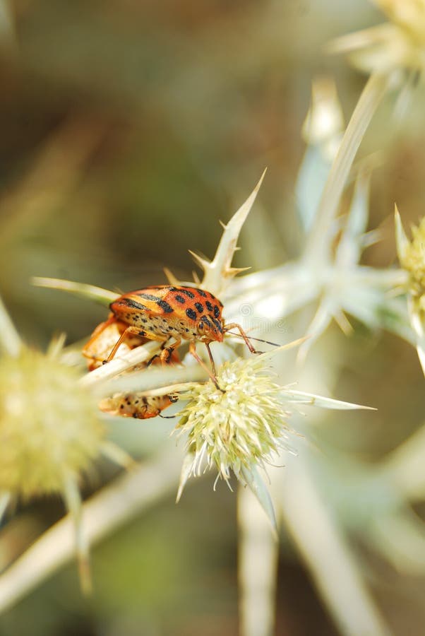 Small insect shield stock image. Image of small, invertebrate - 97858481