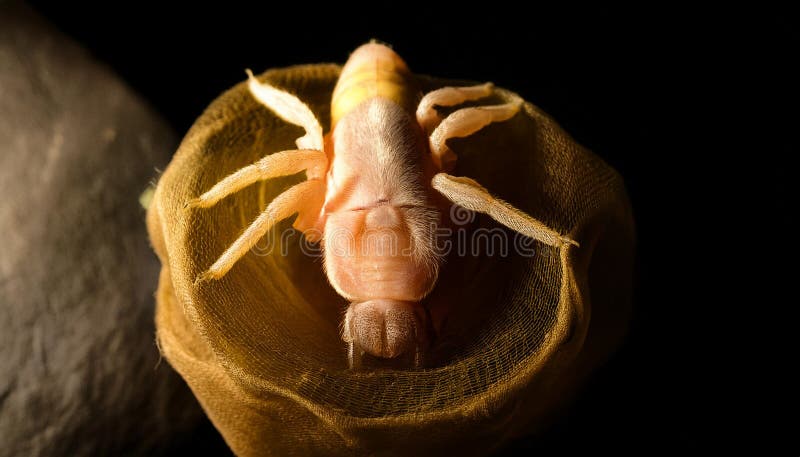 A Small Insect is Sitting on a Piece of Cloth Stock Illustration ...