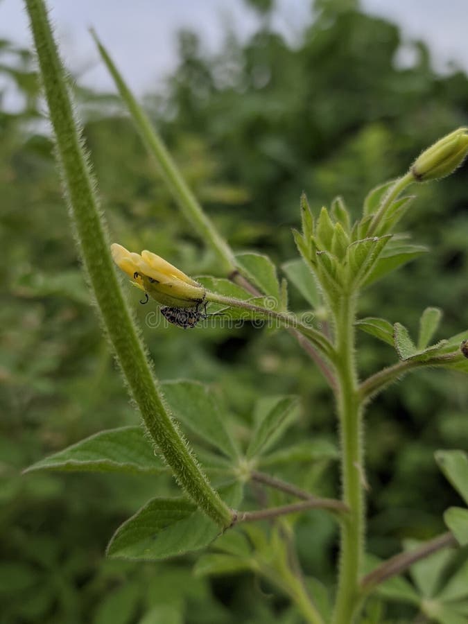 Small Insect Sitting on the Yellow Flower Stock Image - Image of spring ...