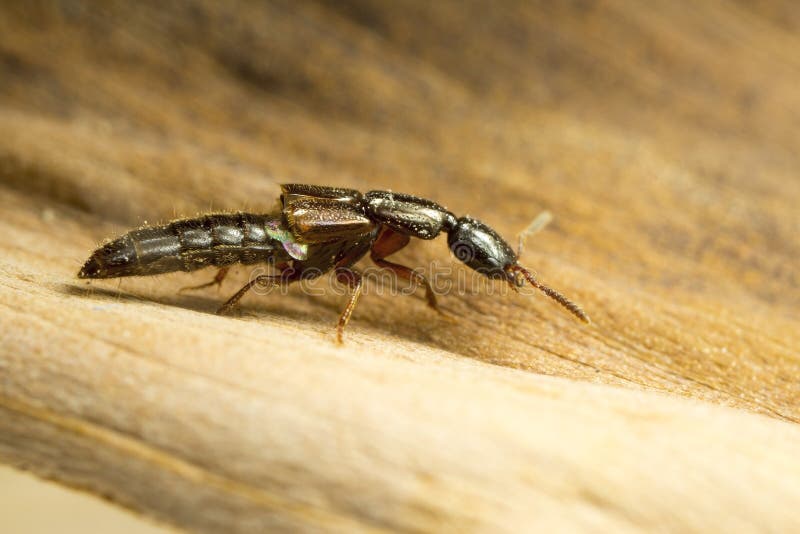 Small Insect, Some Kind of Termite Stock Image - Image of shield, twig ...