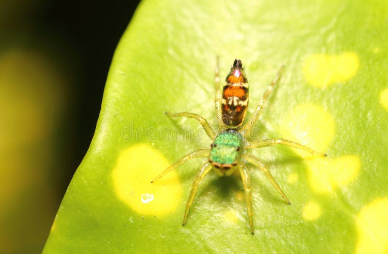 Small insect spider stock image. Image of insects, ants - 55625347